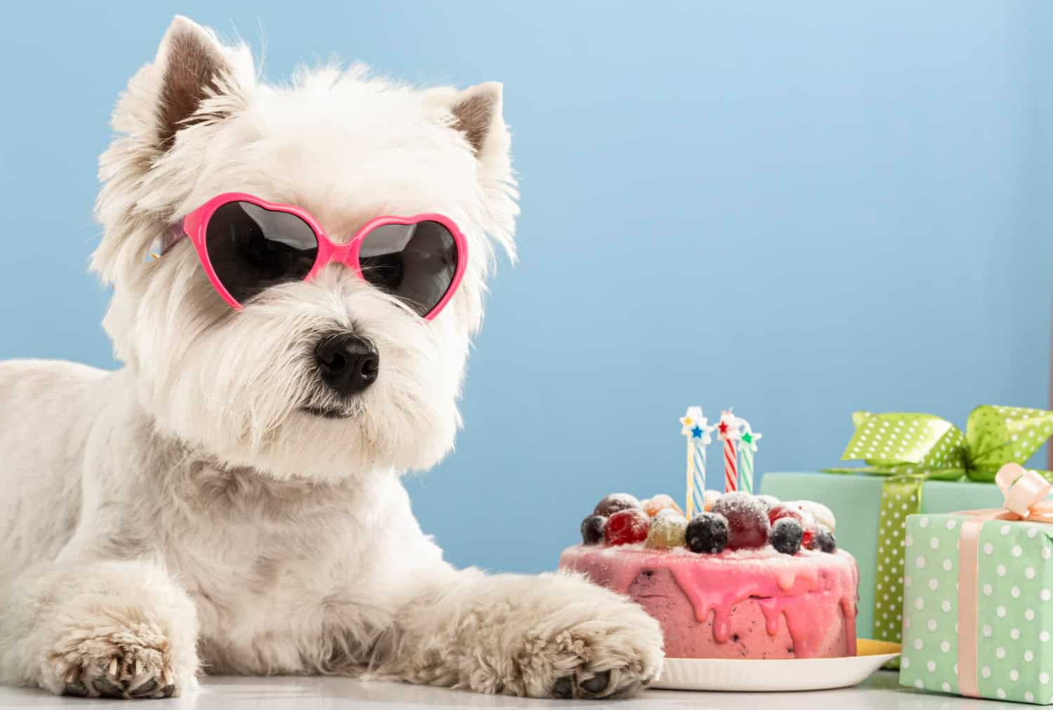 The Best Dog Birthday Sayings (Over 70!) - Card Sayings